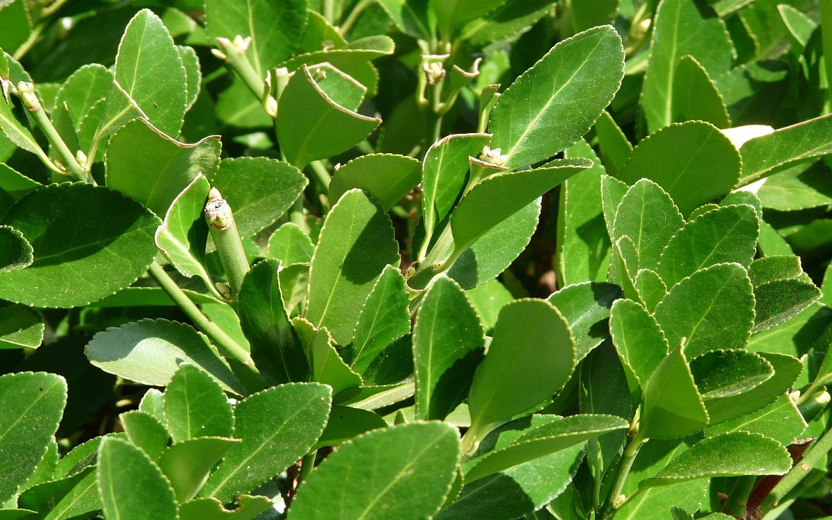 El Laurel: Historia, Propiedades y Usos de una Planta Aromática y ...