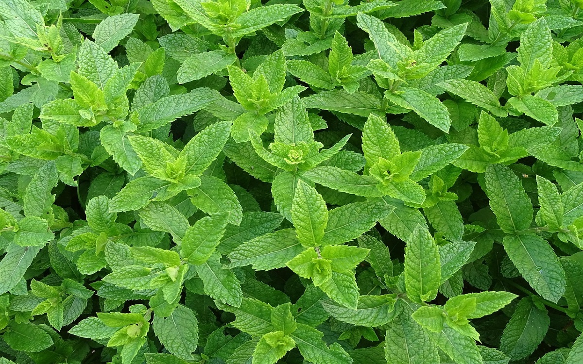 Hoja de Menta: Propiedades, Beneficios y Usos de un Tesoro Natural ...