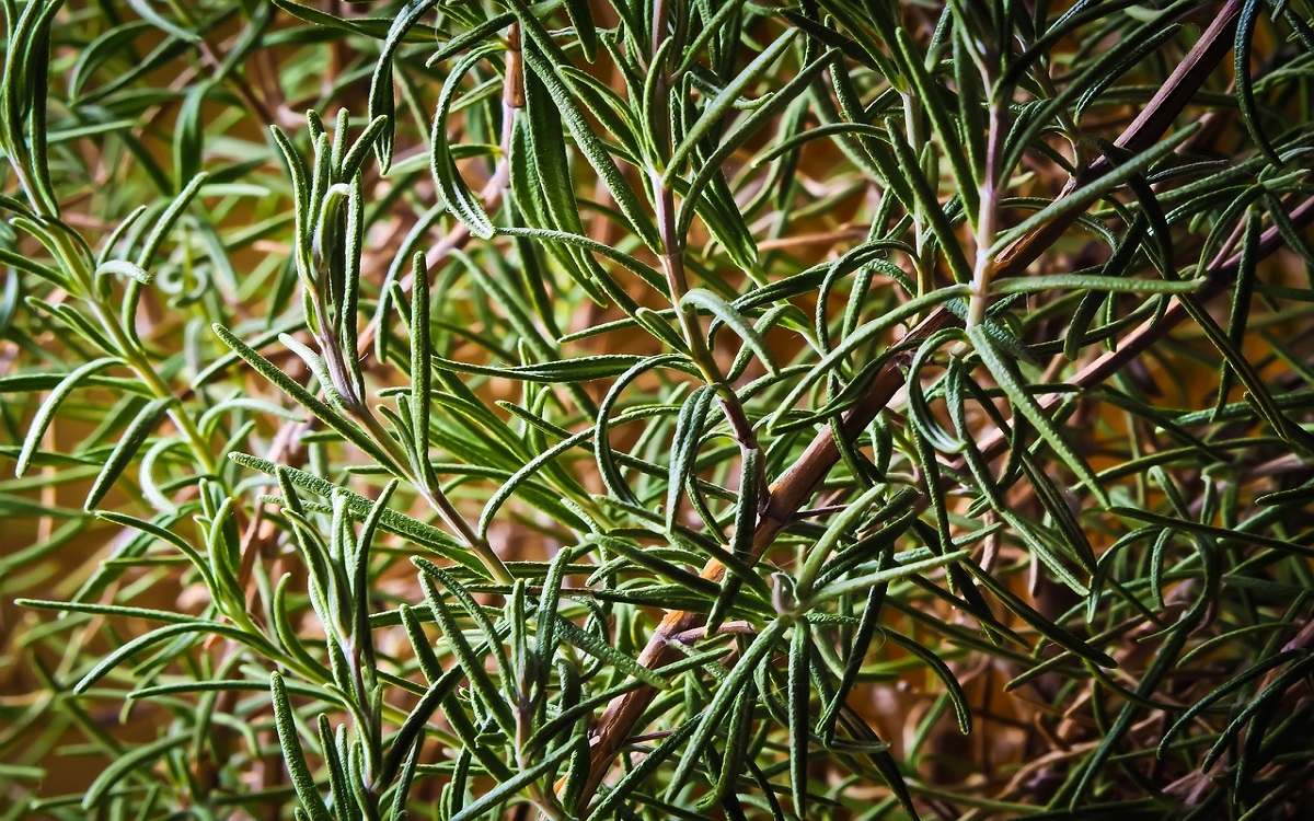 Hoja de Romero: Propiedades, Beneficios y Usos de una Planta Aromática ...